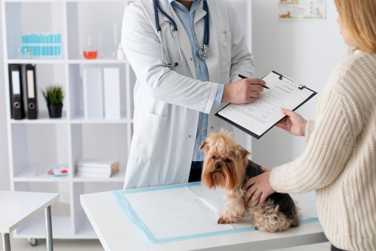 Las Vegas, NV Veterinary Services | South Valley Animal